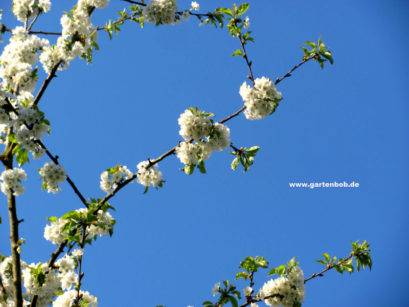 Fotos vom blühenden Kirschbaum im Garten - GartenBob der Garten Ratgeber