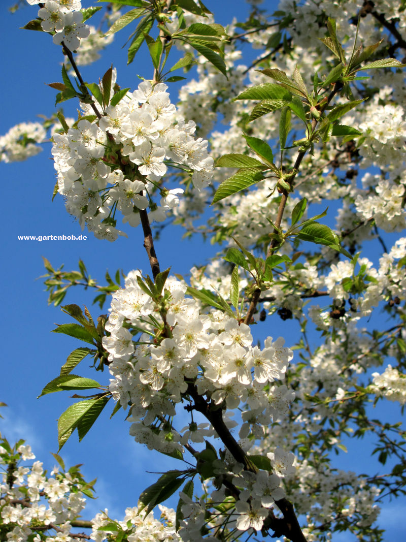 Fotos vom blühenden Kirschbaum im Garten - GartenBob der Garten Ratgeber