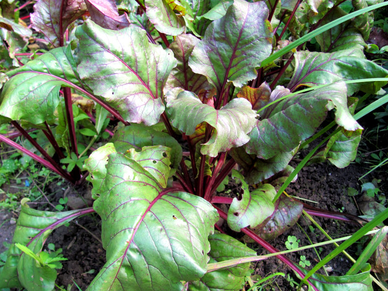 Kräuterkunde Rote Bete, Rote Rübe - GartenBob der Garten Ratgeber