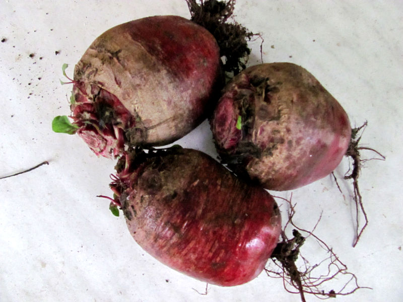 Rote Bete, Rote Rüben aus dem eigenen Garten - GartenBob der Garten ...